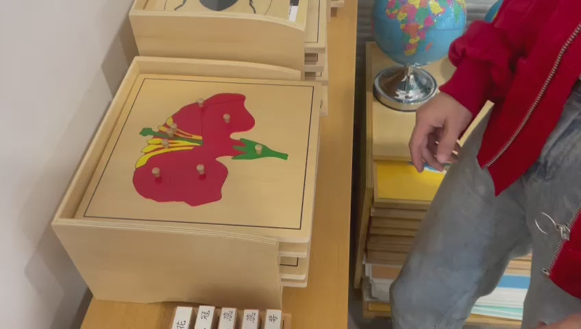 Botany Cabinet with 3 Puzzles - kinderhuis